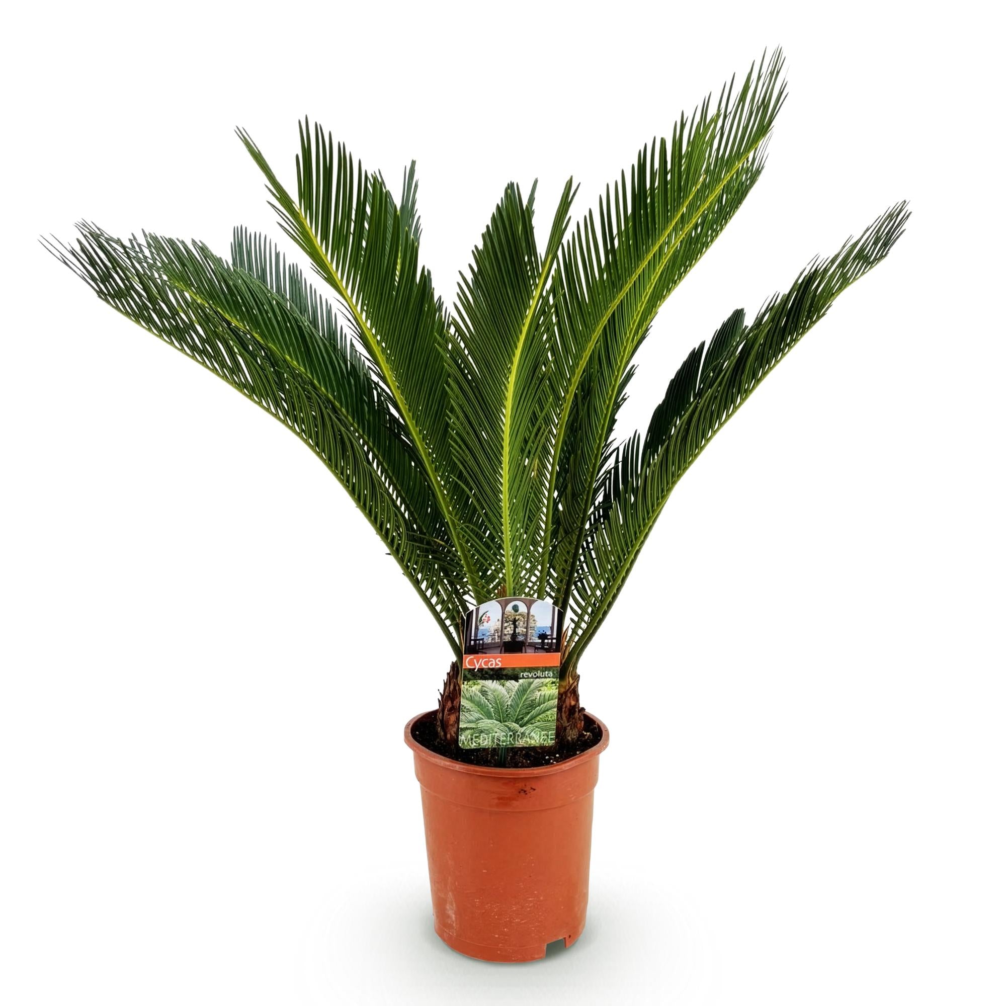 Cycas Revoluta Standort